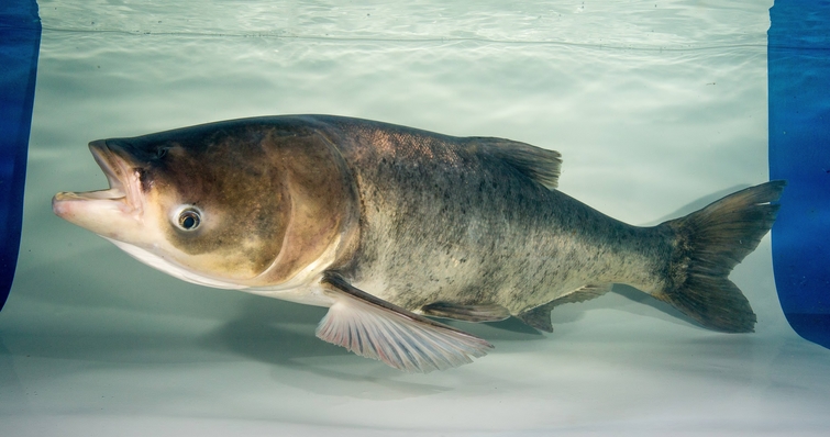 Bighead Carp (Hypophthalmichthys nobilis) | Oklahoma Department of Wildlife Conservation
